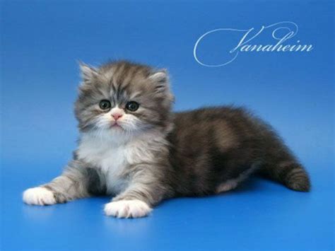 Cute Kittens 22 Pics