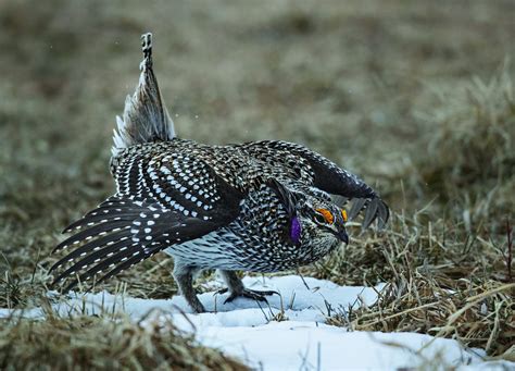 In Search Of The Sharp Tailed Grouse Birdwatching
