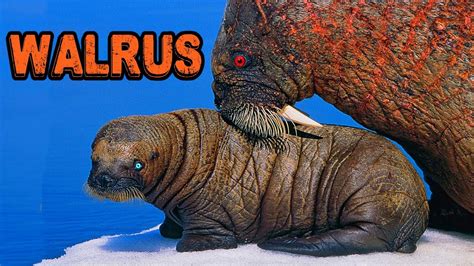 Walruz Caught On Camera Walrus Documentary Our Planet Youtube