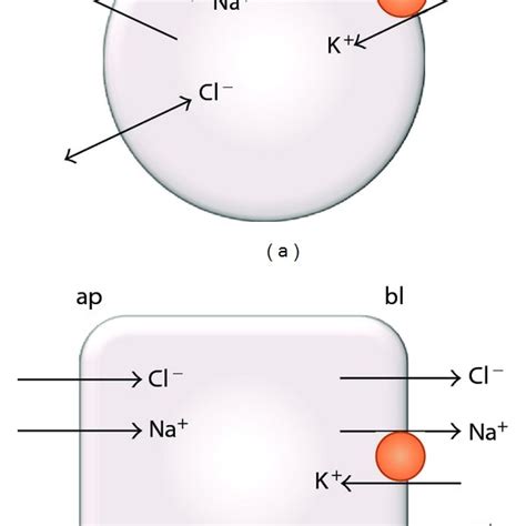 Schemes Showing Some Ionic Transport Systems Of The Plasma Membrane