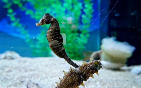 怀孕的雄海马哔哩哔哩bilibili