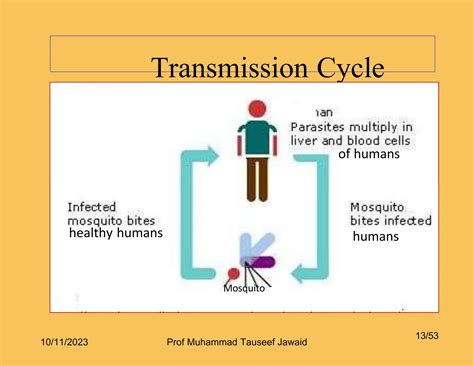 Vector Borne Diseasespptx