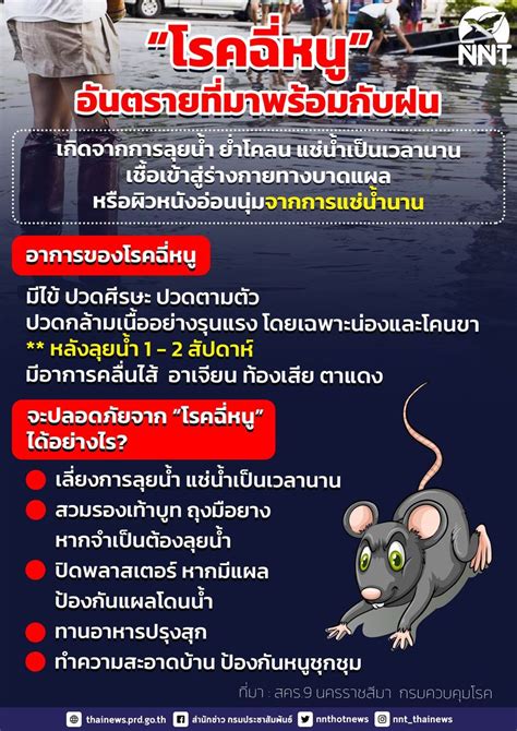 🐁🐁 “โรคฉี่หนู” จังหวัดพระนครศรีอยุธยา