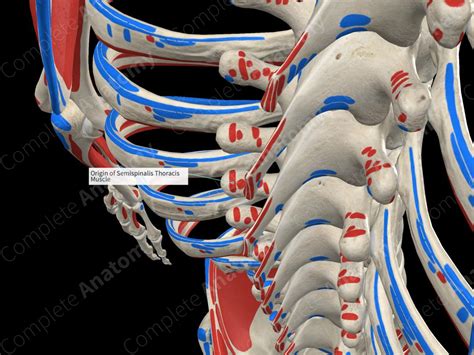 Origin Of Semispinalis Thoracis Muscle Complete Anatomy