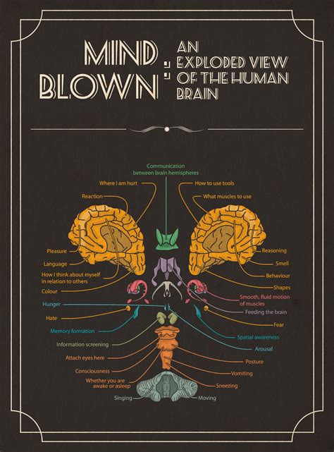 De 25 Bedste Idéer Inden For The Human Brain På Pinterest Neurologi