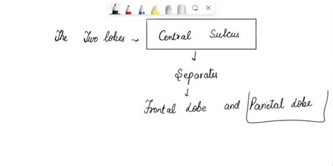 Solved The Nervous System Experiment Sheep Brain Dissection Post