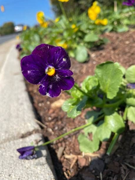 Pancy Banco De Fotos E Imágenes De Stock Istock