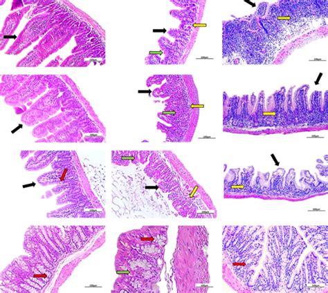 Description Of Histological Characteristics Of Duodenum Jejunum Download Scientific Diagram
