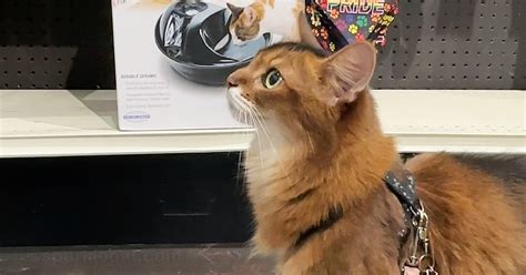 I Got Another Shopping Day Summers Fabulous Cat Life