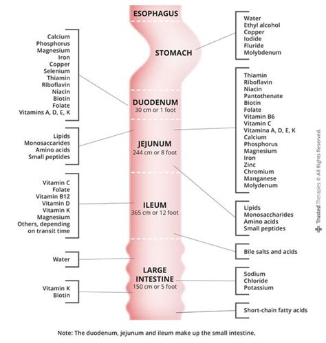 Gut Health For Body Health