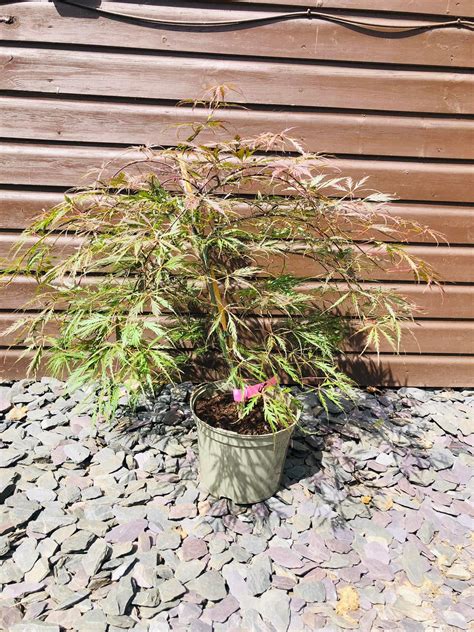 Acers R Us We Have Hundreds Of Beautiful Acers In Many Facebook