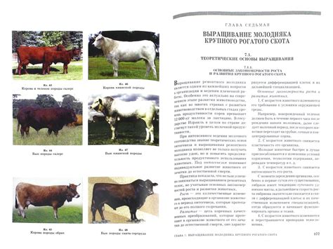 Породы крупного рогатого скота картинки и фото Poknok Art