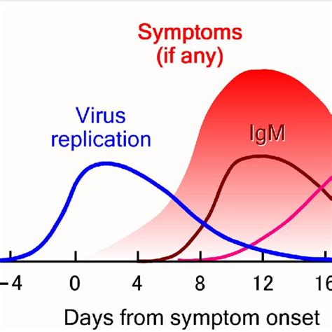 Diagrammatic Representation Of The Kinetics Of Sars Cov 2 Infection