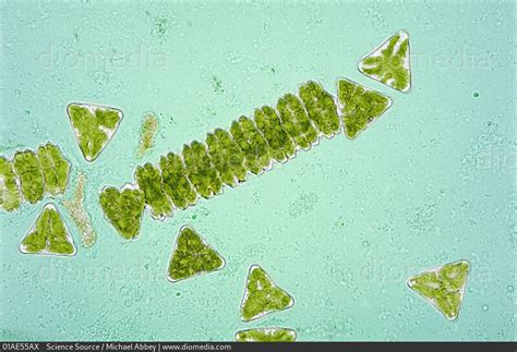 Stock Image 13687109 01ae55ax Science Source Search Stock