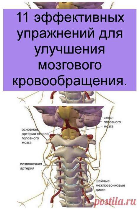 11 эффективных упражнений для улучшения мозгового кровообращения ...