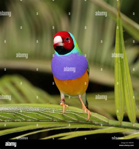 The Penguins Rainbow Finch