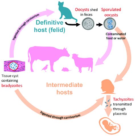 Toxoplasma Gondii Life Cycle