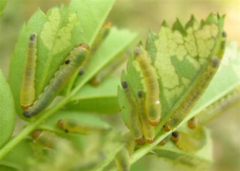 Rose Sawfly Larvae Bugguidenet