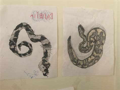 Ball Python Art