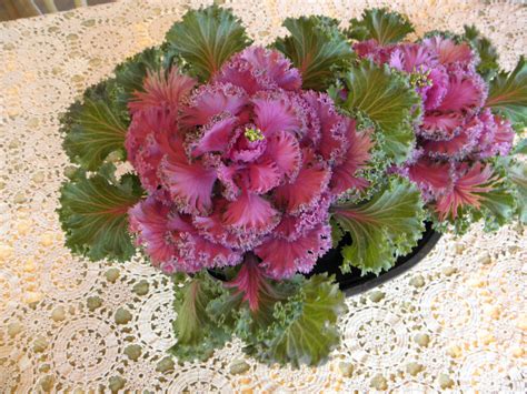 Flowers 2 By Dachshund135 On Deviantart