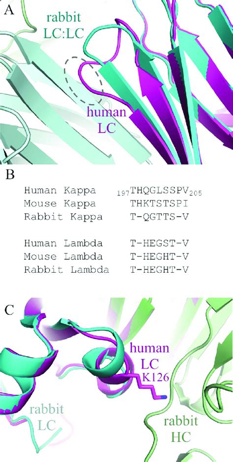 Incompatibility Of Human Kappa Constant Fg Loop With Rabbit Like Lc Lc Download Scientific