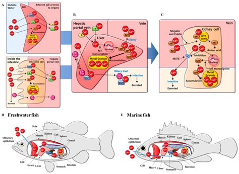 Review Of Cadmium Bioaccumulation In Fish Exposed To Cadmium Pmc