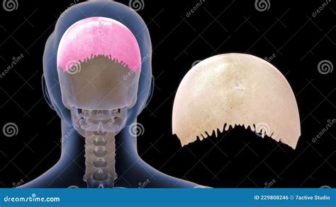 Human Skeleton Skull Bone Parietal Bone Stock Illustration