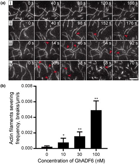 Determination Of The Severing Activity Of Ghadf6 In Vitro A Total Download Scientific