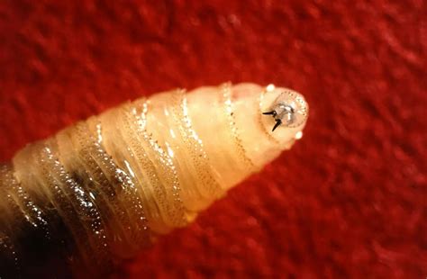 Burrowing Flesh Eating Fly Larvae Outbreak Sparks National Emergency