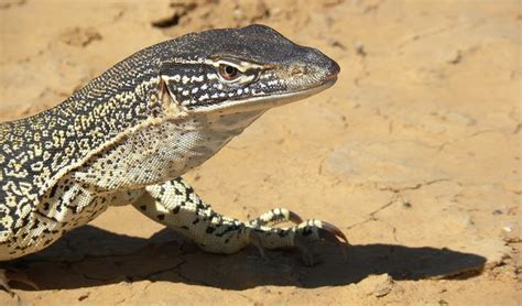 Sand Goanna Facts Distribution And Population Biodb
