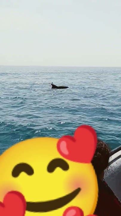 دیدن دلفینا غذاهای دریایی ساحل نقره ای بازارچه هنگام Youtube