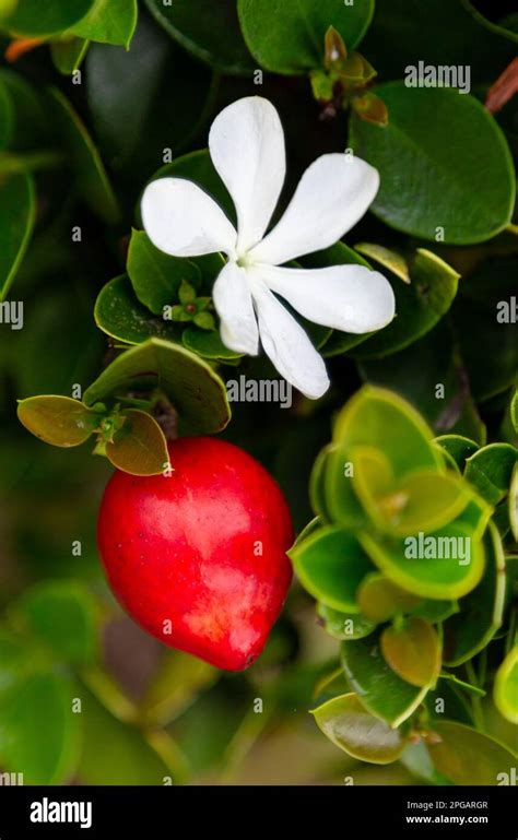 Carissa Caradas Fleur Et Fruit Carissa Grandiflora Carissa Macrocarpa