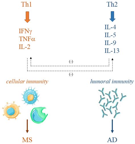 Multiple Sclerosis And Allergic Diseases Is There A Relationship