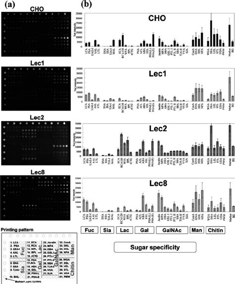 glycan profiles of the lec mutant and wild type cho cells investigated