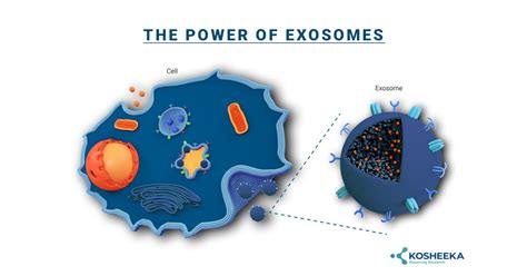 The Power Of Exosomes