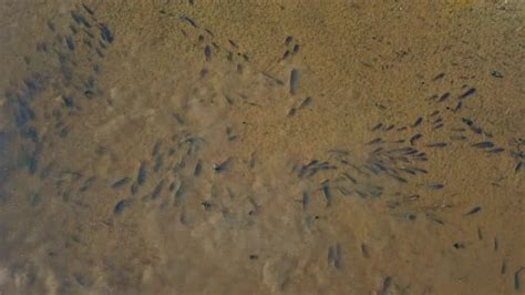 Shoal Of Common Carp Fish Surfacing Lake Aerial Shot Nature Stock