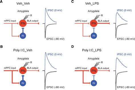 Functional Alterations In The Mpfc Bla Circuits Associated With Download Scientific Diagram