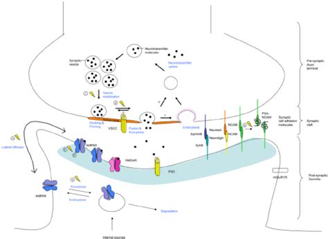 Activity Dependent Modulation Of Pre Post And Trans Synaptic