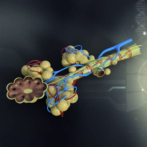 3d 해부학 모델 인간 애니메이션 소화 기관 및 투명 간 기관 3d 모델 10 C4d Fbx Free3d