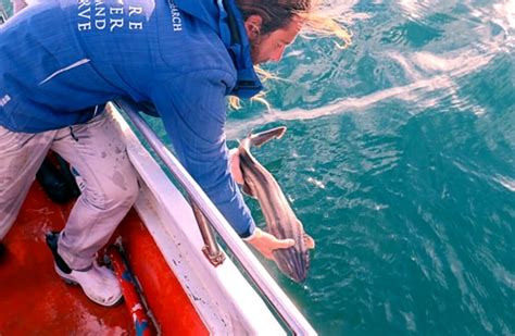 Volunteer In South Africa Great White Shark Conservation Goeco