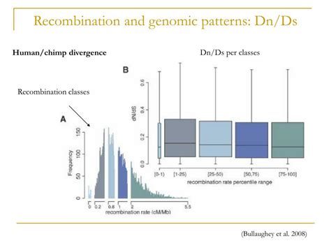 Ppt Recombination And Genome Evolution Recombination And Selection Powerpoint Presentation