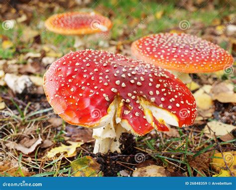 Toadstool Mushroom Royalty Free Stock Images Image 26848359