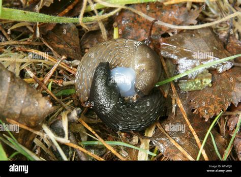 How Do Slugs Mate Slug Reproduction Discover How They Reproduce
