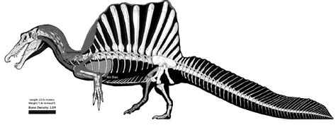 Spinosaurus Anatomy Study Fandom