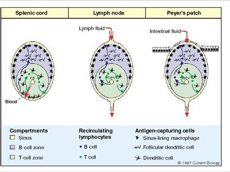 lymphocyte homing the scent of a follicle semantic scholar