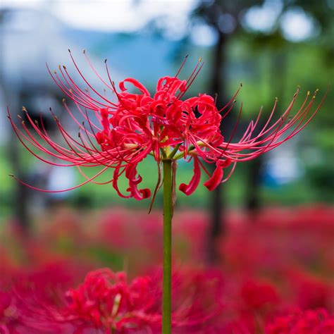 Red Lycoris Radiata Red Surprise Lily Red Magic Lily Red Spider