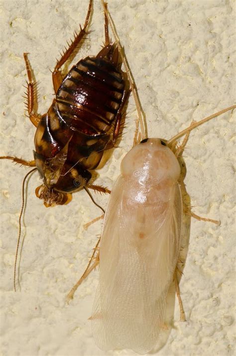 Nymph Of Australian Cockroach Stock Image Image Of Pests Insects 356359049