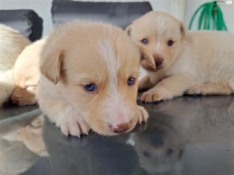 כלבים גורי לברדור מעורב עם האסקי מודעה 1157708