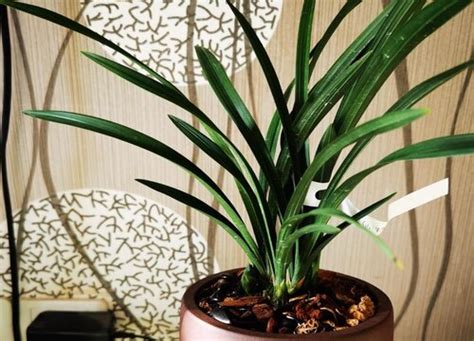 兰花一年开花次数 兰花一年开几次花 养花知识 绿植迷