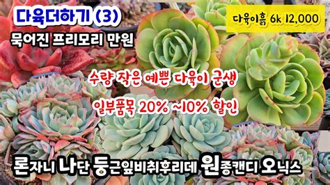 다육더하기3 묵은둥이 군생 넘 예쁜 다육이 수량 1~2개 일부품목 다육이 할인 Youtube